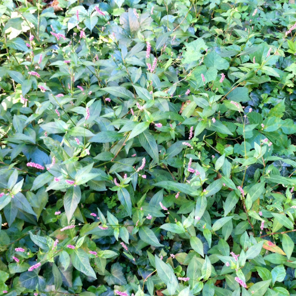 Pink Knotweed | Project Noah