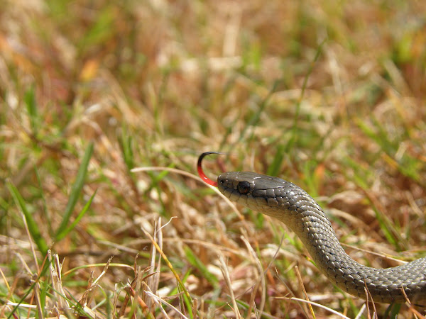 yellow bellied racer | Project Noah
