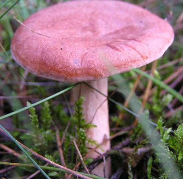 Red hot milk cap | Project Noah