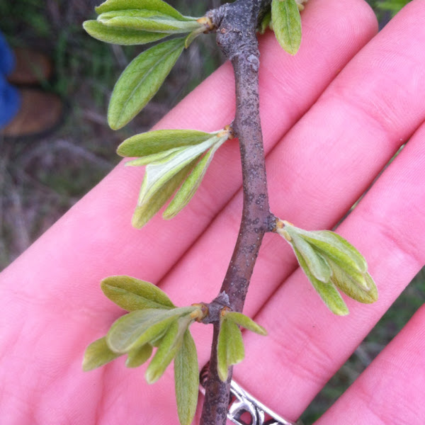 Chittamwood | Project Noah