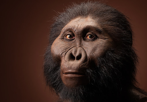 Reconstruction of Paranthropus boisei male - John Gurche — Google Arts ...