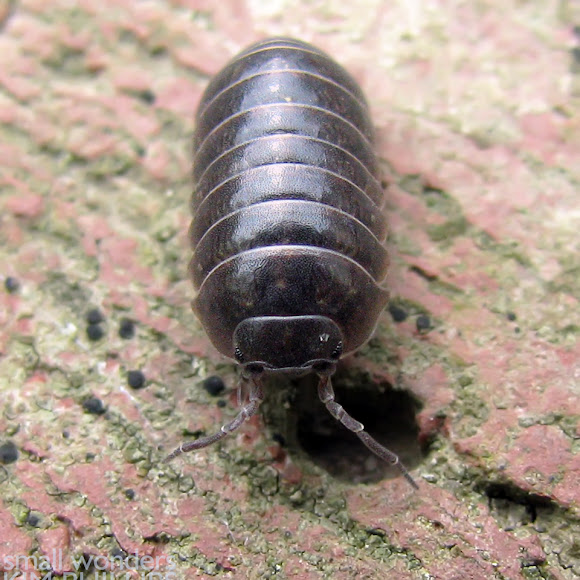 Woodlouse | Project Noah