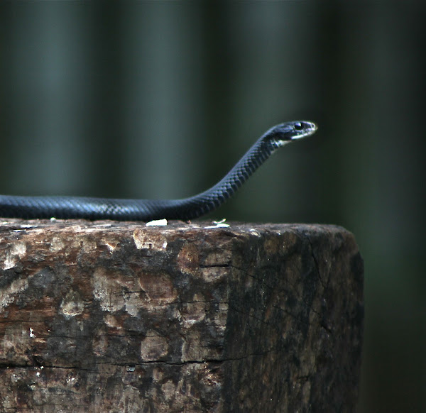 Black Racer | Project Noah