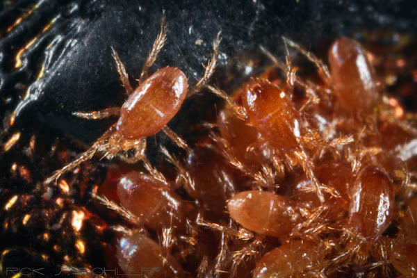 hitchhiker mites | Project Noah