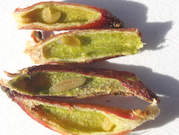 Gall wasp larvae | Project Noah