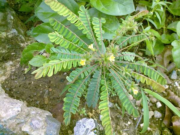 Lubi-Lubi | Project Noah