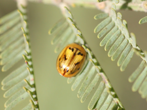 Acacia leaf beetle | Project Noah
