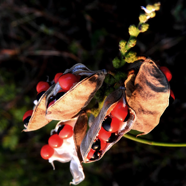 Indian licorice-Abrus | Project Noah