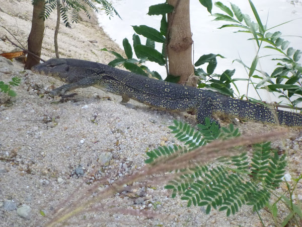 Comodo Dragon | Project Noah