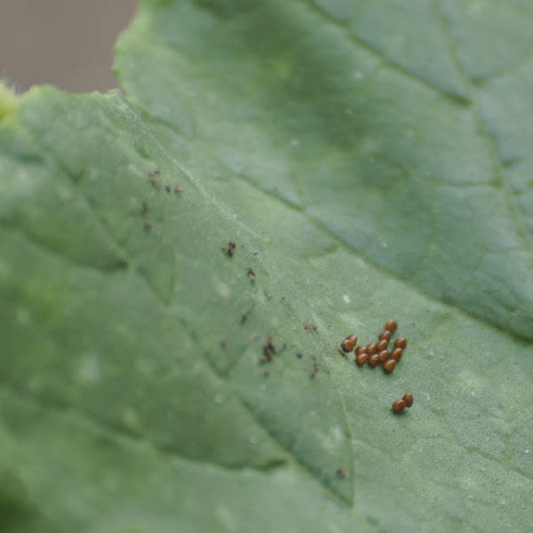 Squash Bug insect eggs | Project Noah