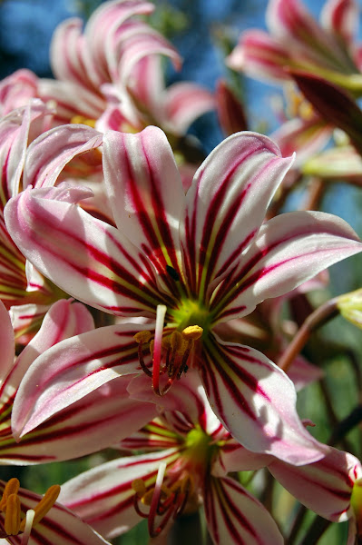 Placea / Macaya | Project Noah