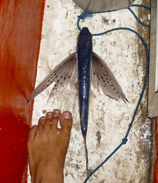 Flying Fish | Project Noah