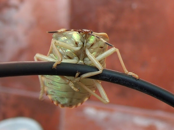 Mattiphus Shield Bug | Project Noah
