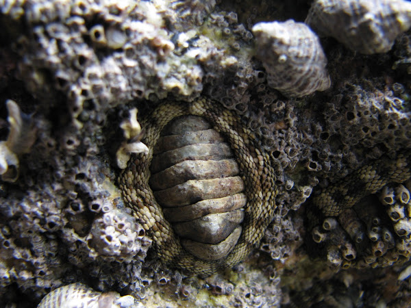 Snake-skin chiton | Project Noah