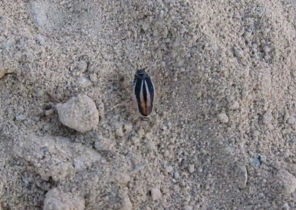 Friendly Cockroach | Project Noah