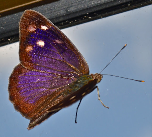 Dingy Purple-wing Butterfly | Project Noah