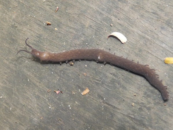 Velvet Worm | Project Noah