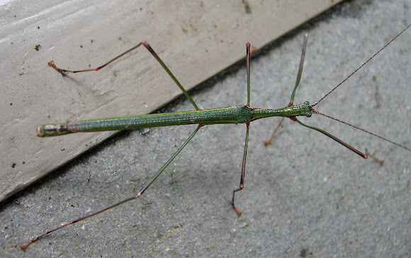 Kinabalu Phasmida | Project Noah