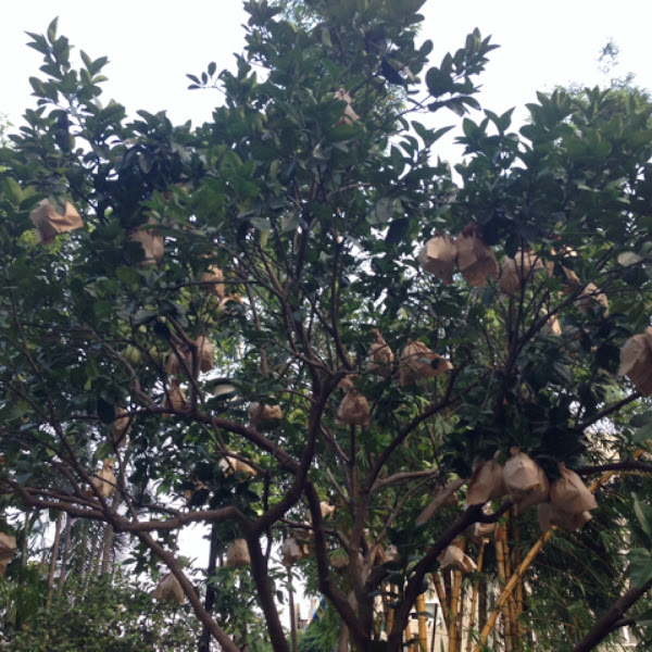 Grape tree | Project Noah