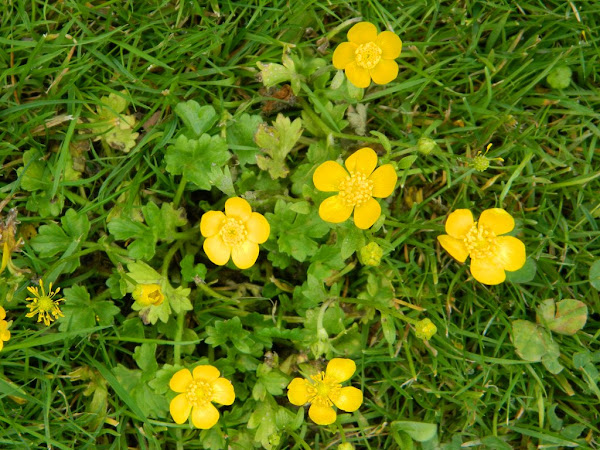 Creeping Buttercup | Project Noah