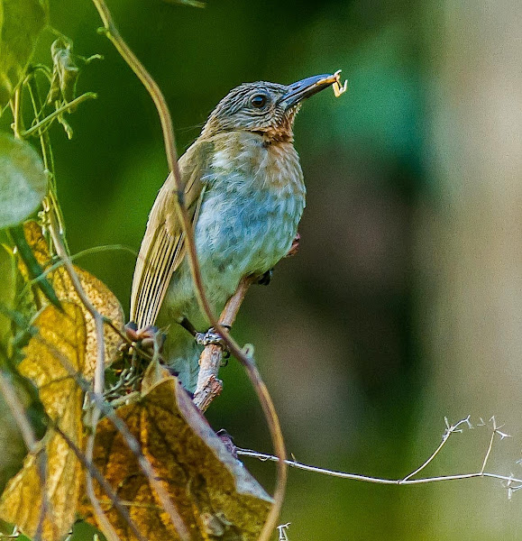 Philippine Bulbul | Project Noah