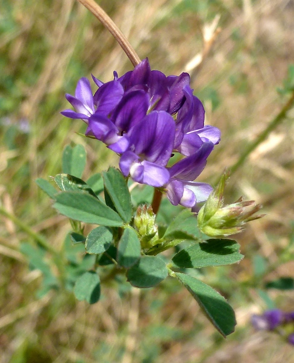 Alfalfa | Project Noah