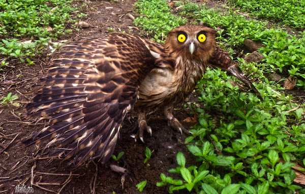 Philippine eagle-owl | Project Noah