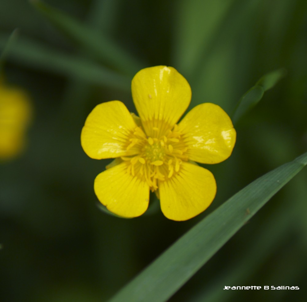 Buttercup | Project Noah