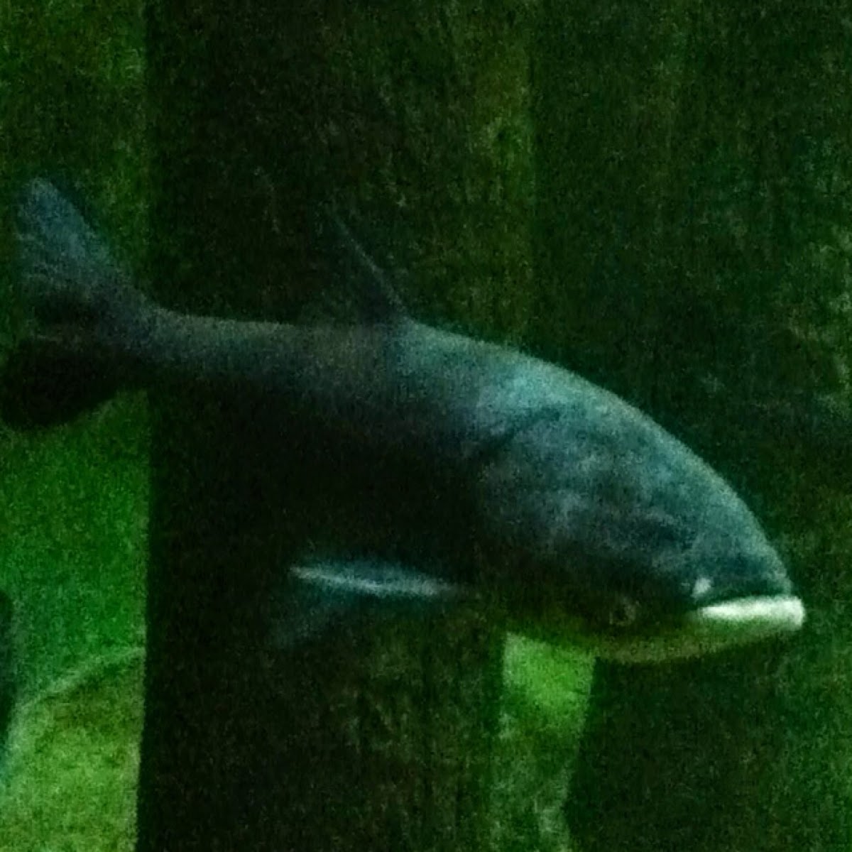 Bighead Carp | Project Noah