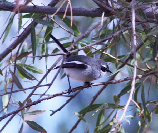 Fairy Flycatcher | Project Noah