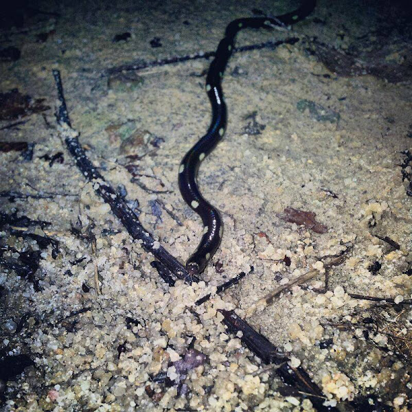 Unnamed spotting | Project Noah