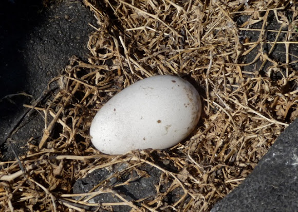 Galapagos or Waved Albatross egg | Project Noah