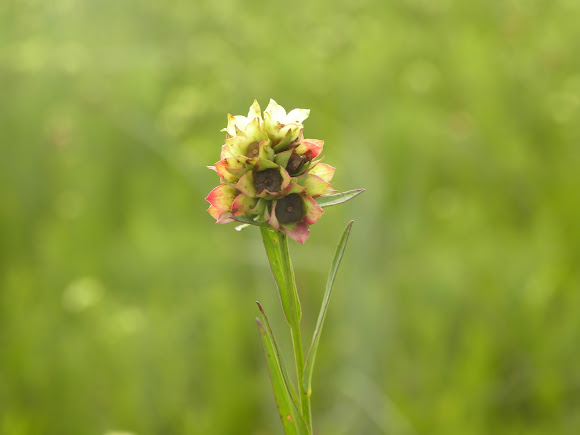 Florida prairie clover | Project Noah