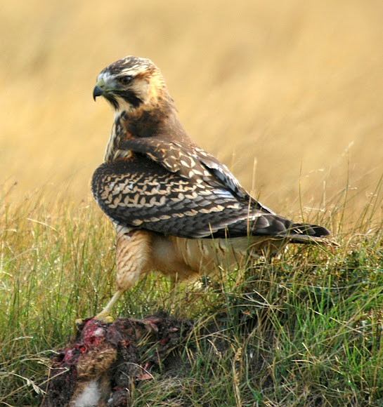Red Backed Hawk juvenile | Project Noah