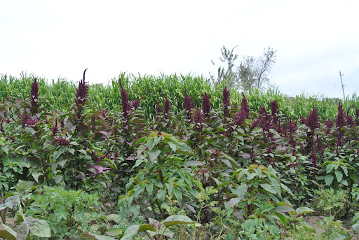 Black Amaranth — Google Arts & Culture