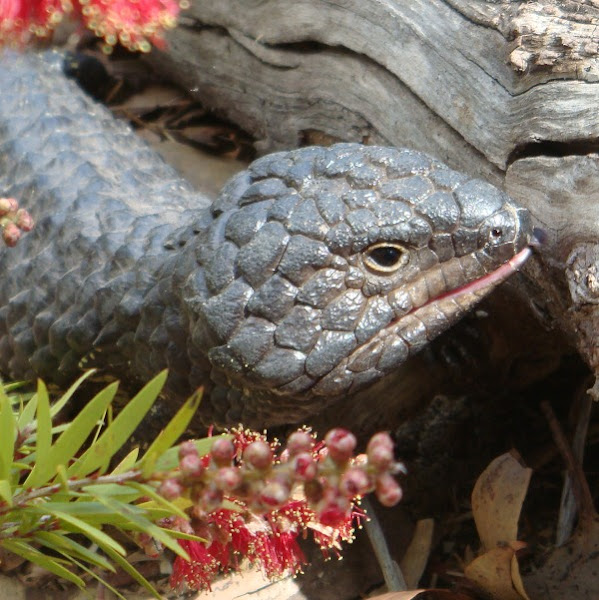 Shingleback Skink | Project Noah