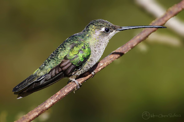 Magnificent Hummingbird (Colibrí, gorrión, colibrí magnífico). Fem ...