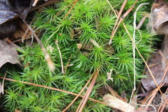 Common haircap moss | Project Noah