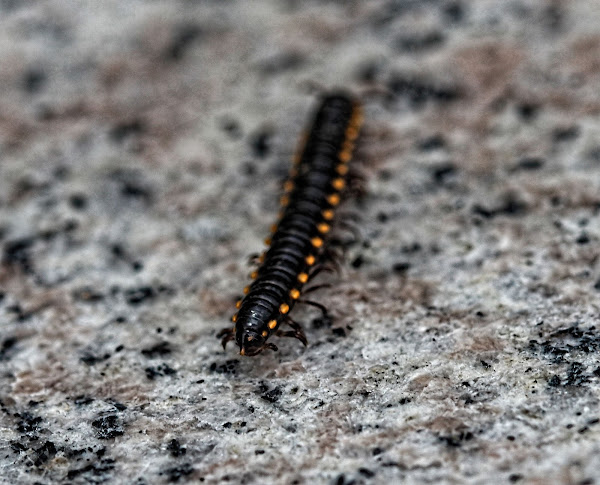 Cyanide Millipede | Project Noah