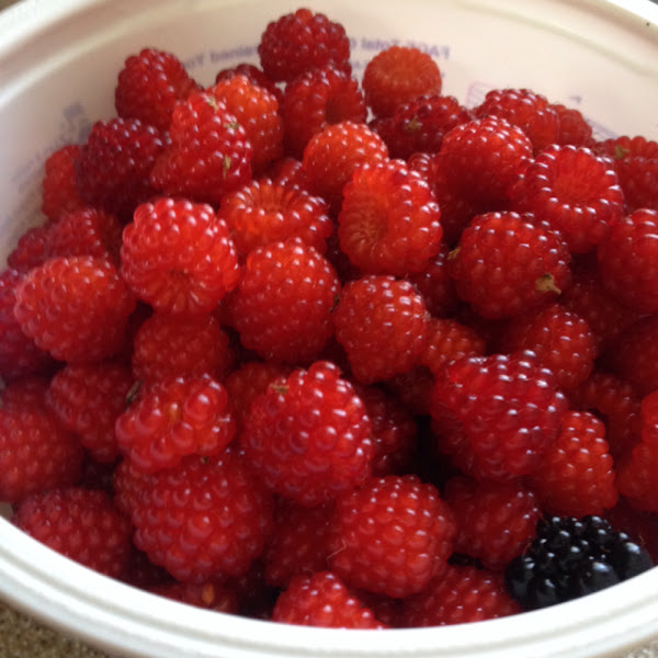 Wild raspberries | Project Noah