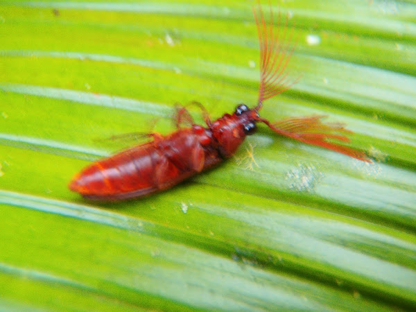 Callirhipidae Beetle | Project Noah