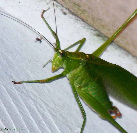 Fork-tailed katydid, male | Project Noah