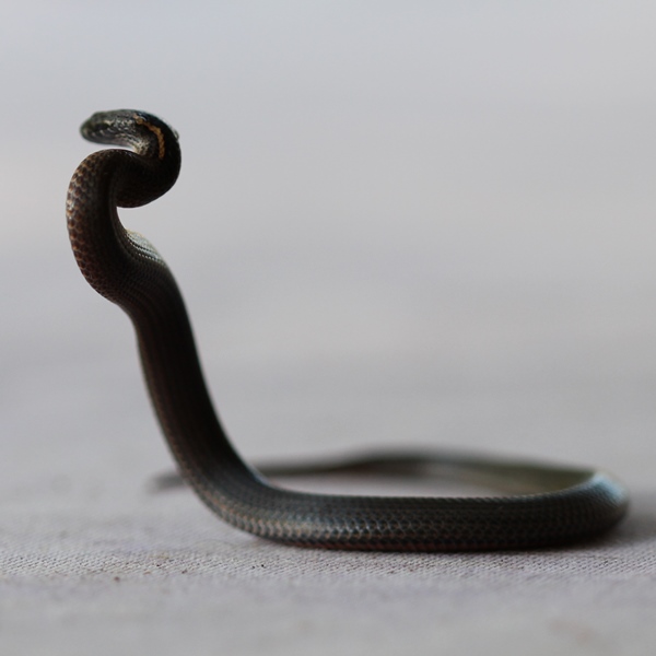 Baby Golden-crowned Snake | Project Noah