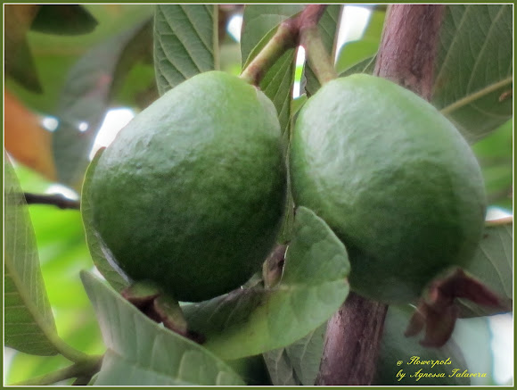 Bayabas, Guava | Project Noah