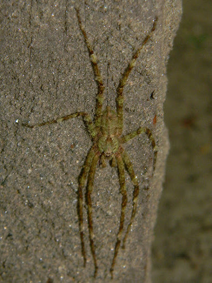 lichen (huntsman) spider | Project Noah