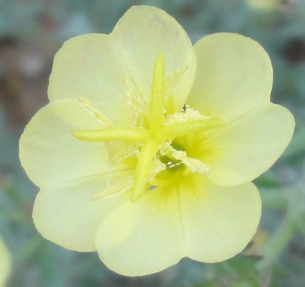 Cutleaf Evening Primrose | Project Noah
