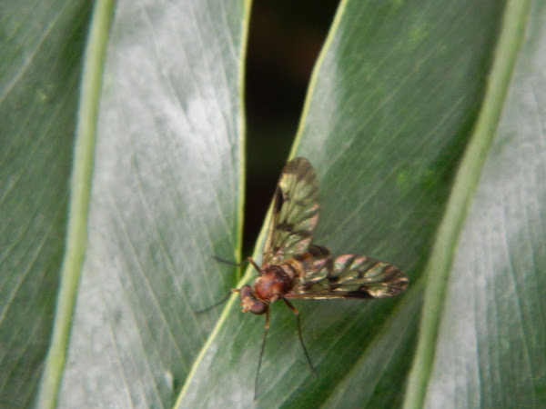 Fruit Fly | Project Noah