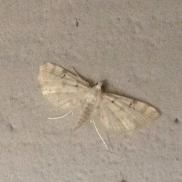 Rice Caseworm | Project Noah