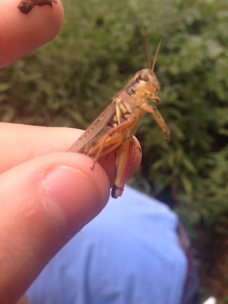 American bird grasshopper | Project Noah