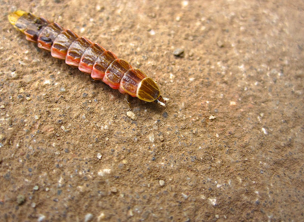 Firefly Larva | Project Noah